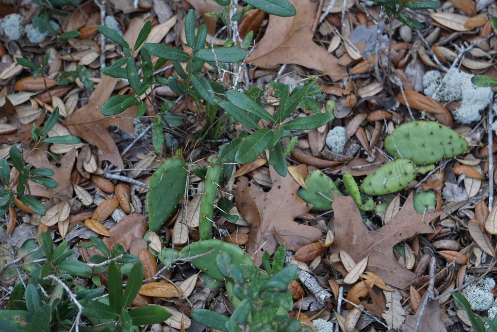 Prickly Pears from Grayton Beach State Park, Santa Rosa Beach, FL, US ...