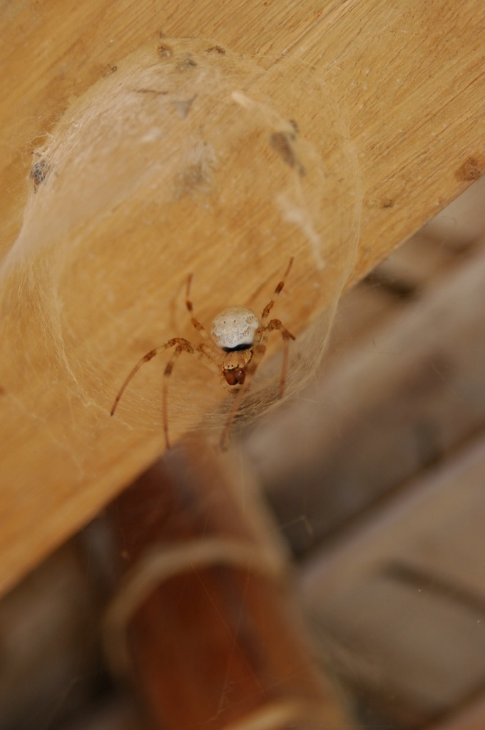 Madagascar Hermit Spider from 3C39+39J, Andasibe, Madagascar on ...