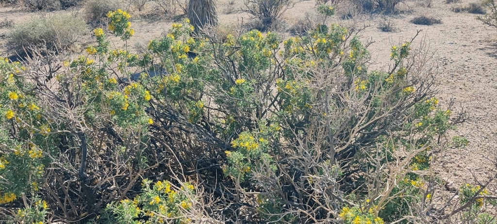 Bladderpod from Lucerne Valley, CA 92356, USA on March 27, 2022 at 04: ...
