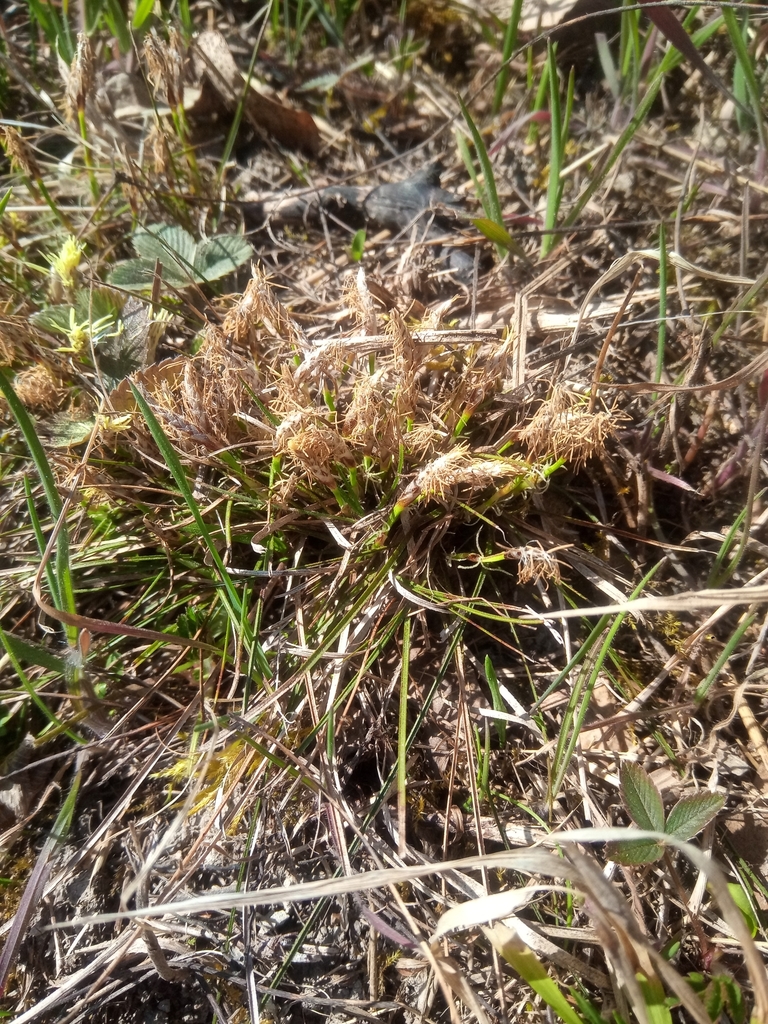 Dwarf Sedge from Břežany nad Ohří 25, 413 01 Budyně nad Ohří, Česko on ...