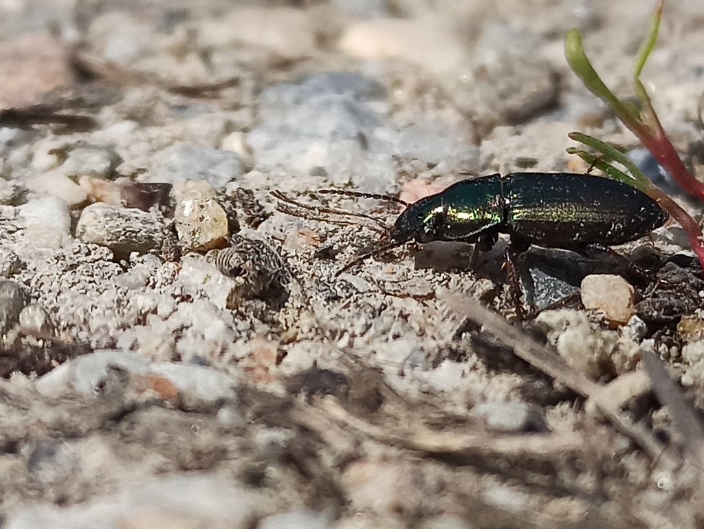 Harpalus from Δράμα, Ελλάδα on March 26, 2022 at 01:27 PM by Elisavet ...