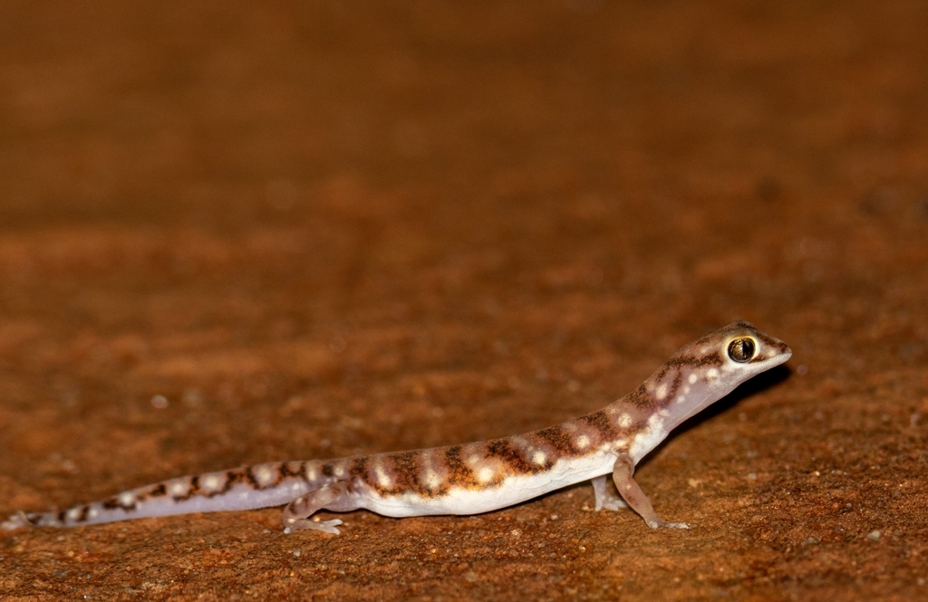 Eyre Basin Beaked Gecko from Sturt National Park on November 23, 2021 ...
