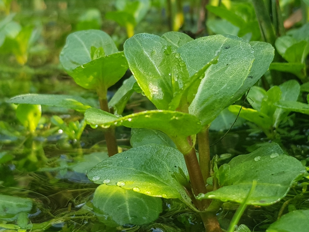 Brooklime from Acton, Wrexham, UK on March 28, 2022 at 11:00 AM by All ...
