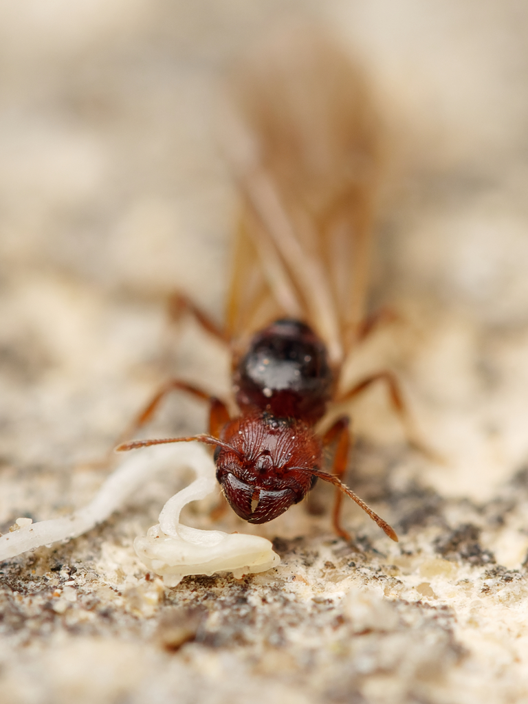 Big-headed Ants from Perth WA, Australia on March 26, 2022 at 12:51 PM ...