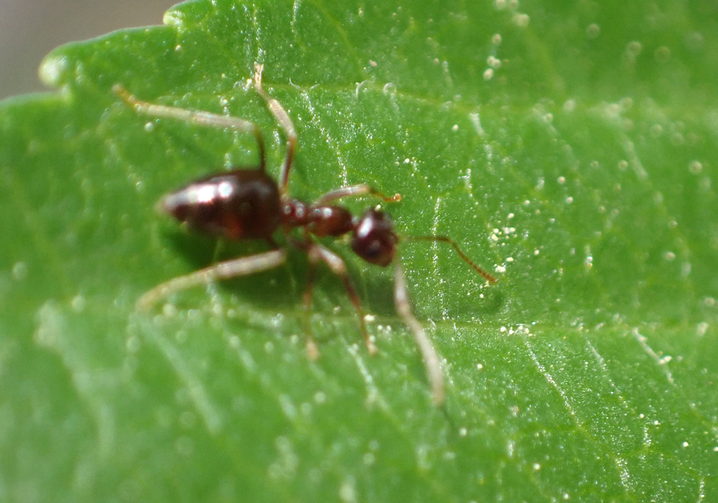 American Winter Ant from Granite Bay, CA, USA on March 27, 2022 at 12: ...