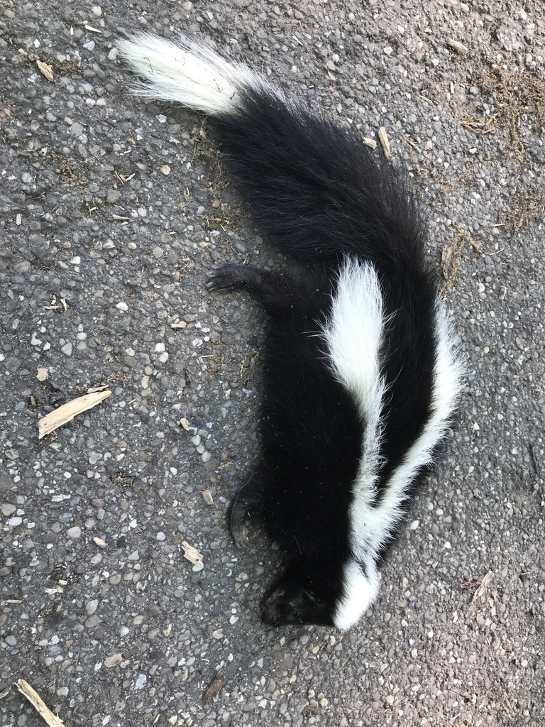 Striped Skunk from 2855 N Park Blvd, Cleveland Heights, OH, US on May ...