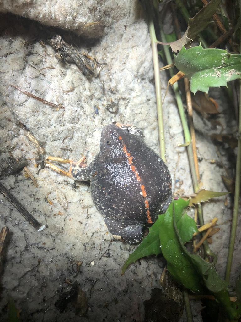 Mexican Burrowing Toad from Reynosa, TAMPS, MX on July 27, 2020 at 12: ...