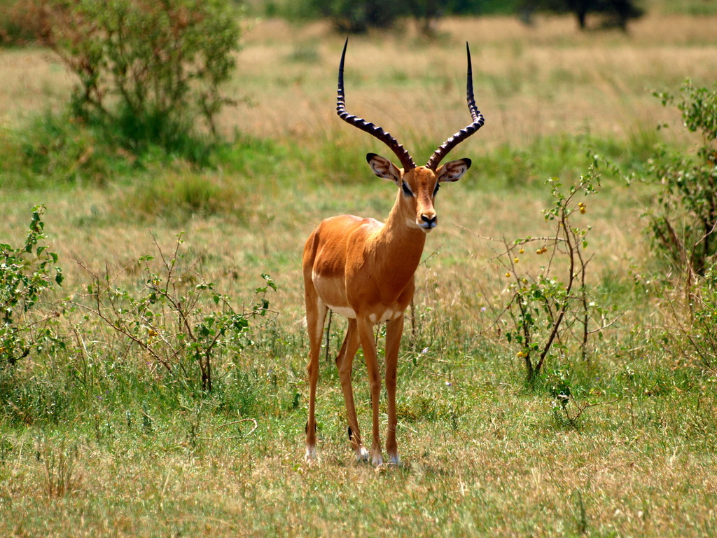 Common Impala from Serengeti, Tanzánie on February 27, 2011 at 01:23 PM ...