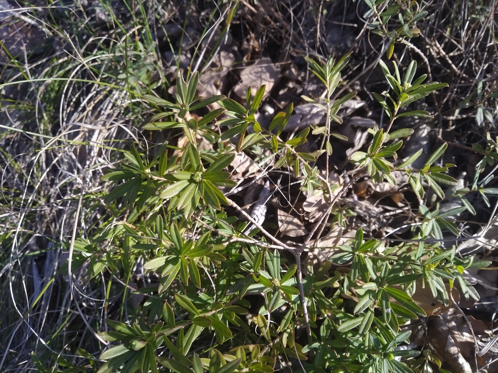 Rose Daphne in March 2022 by Heizler Balázs · iNaturalist