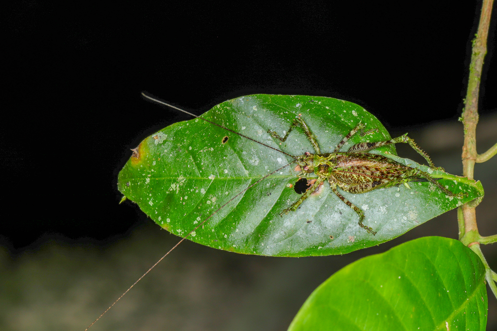 Clepsydronotus deciduus from Heredia, Sarapiquí, Costa Rica on February ...