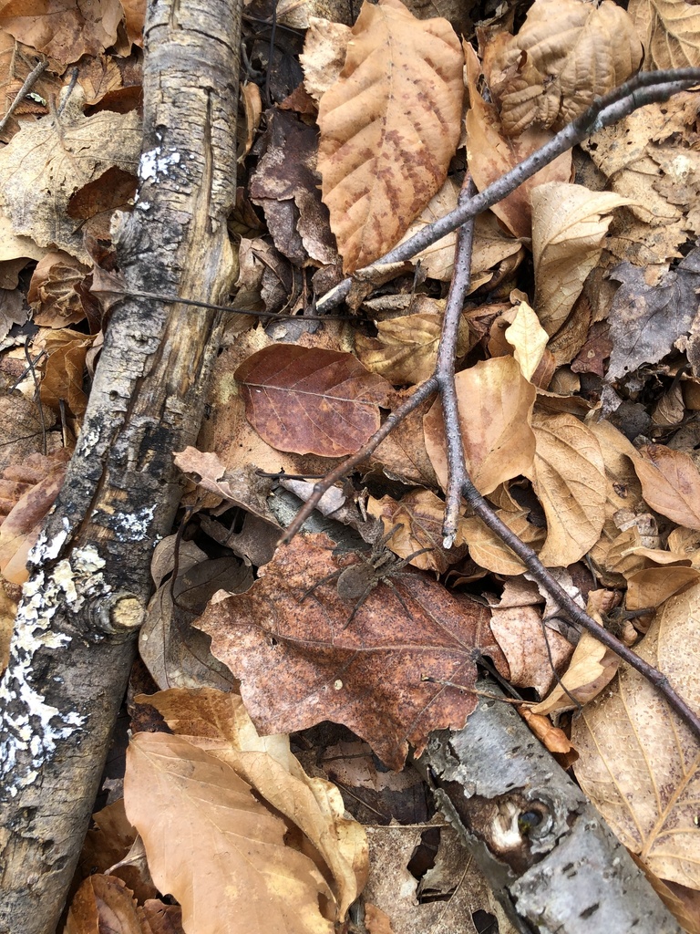 Drumming Sword Wolf Spider from Ferrisburgh, VT, US on March 26, 2022 ...
