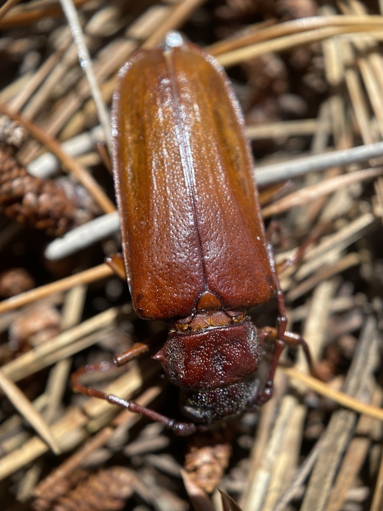 Cacodacnus planicollis from Roseberg State Forest, Roseberg, NSW, AU on ...