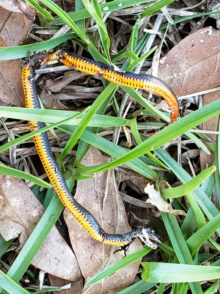 Southern Ringneck Snake from Ocklawaha on March 28, 2022 at 12:08 PM by ...