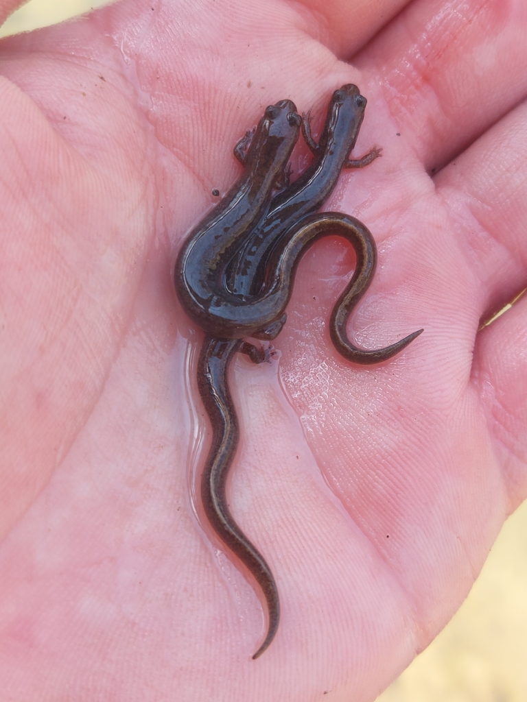 Oklahoma Salamander from Goshen, AR, USA on March 28, 2022 at 03:14 PM ...