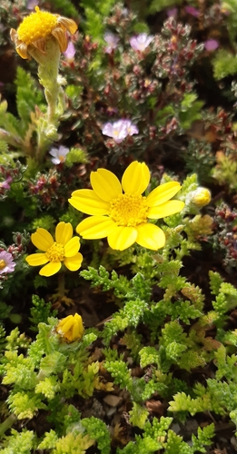 Subspecies Anacyclus radiatus radiatus · iNaturalist