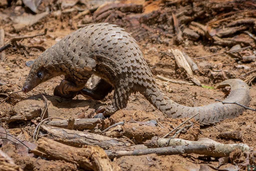 White Bellied Tree Pangolin