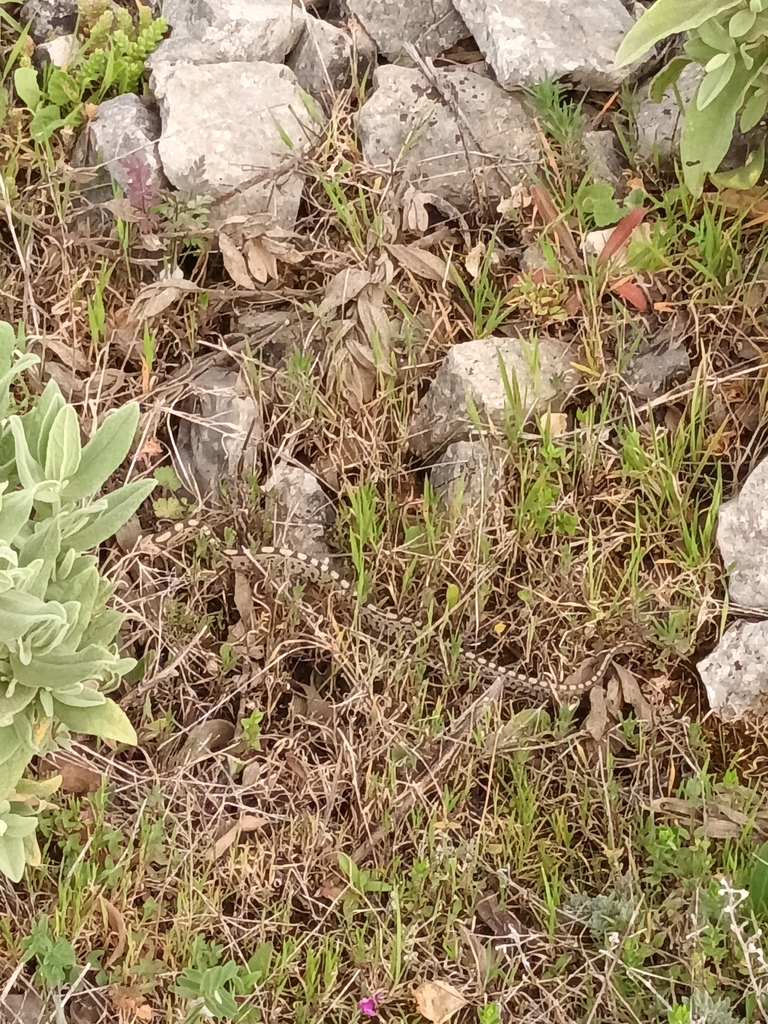 Ladder Snake from H5X7+828 PR7 PMS Corredoura - Ecopista (início do ...