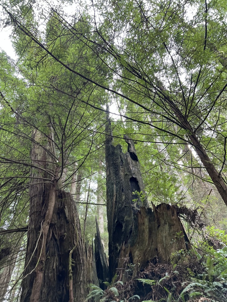 coast redwood from Arcata Community Forest, Arcata, CA, US on March 28 ...