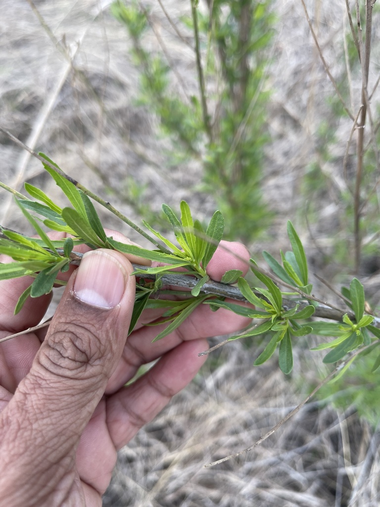 Poverty Weed from Travis Southwest, Austin, TX, US on March 28, 2022 at ...