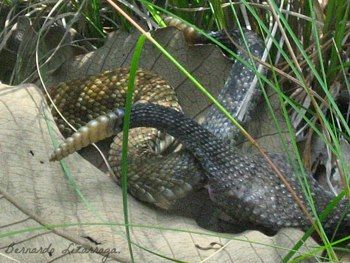 Basilisk Rattlesnake from Zapopan, Jal., México on June 27, 2010 by ...