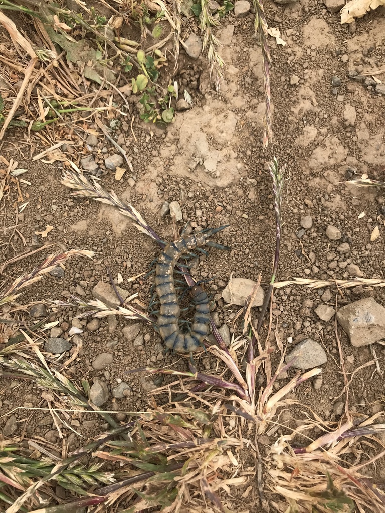 Common Desert Centipede from 317 Sudbury Ct, San Ramon, CA, US on May ...