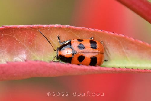 Cryptocephalus multiplex · iNaturalist