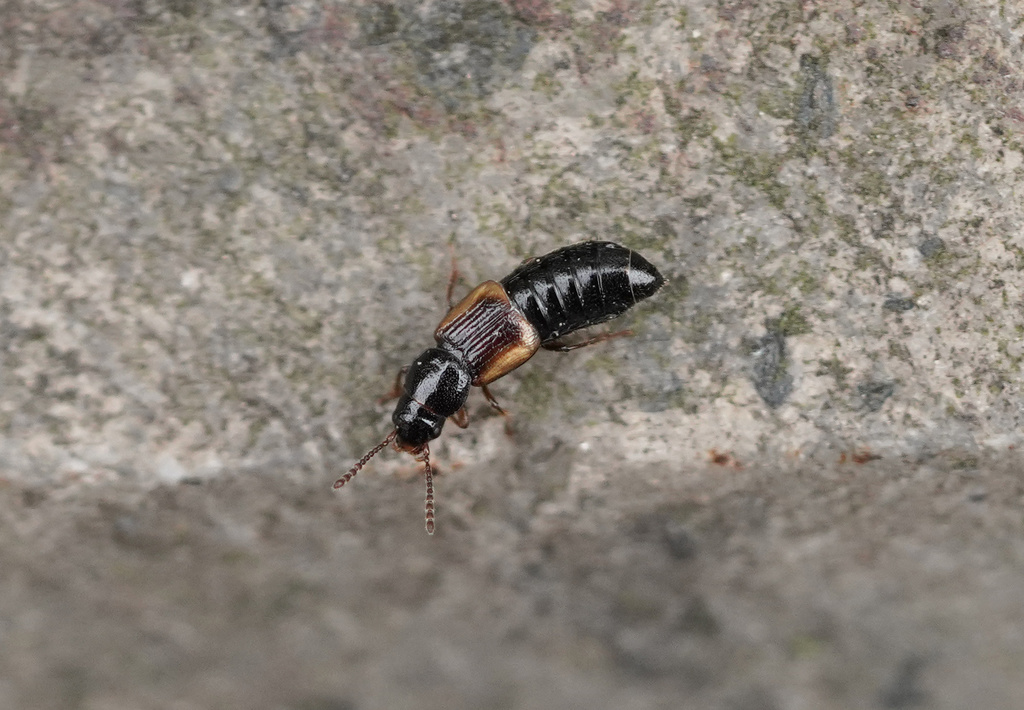 Coprophilus pennifer from 牟平区, 烟台市, 山东省, CN on March 29, 2022 at 04:37 ...
