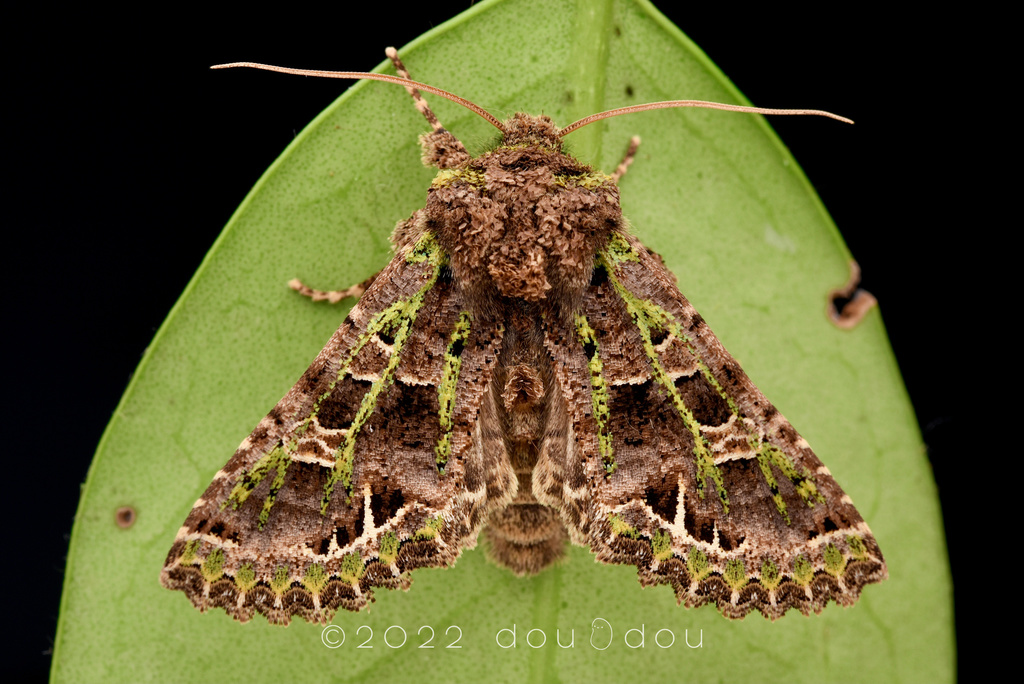 Cutworm Moths and Allies from 中国江苏省南京市栖霞区南京大学仙林校区 on March 29, 2022 at 10:45 AM by 豆豆 · iNaturalist