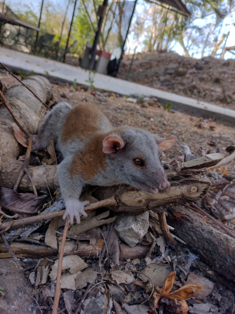 Derby's Woolly Opossum from XMR3+2M7, Matías, Provincia de Alajuela ...