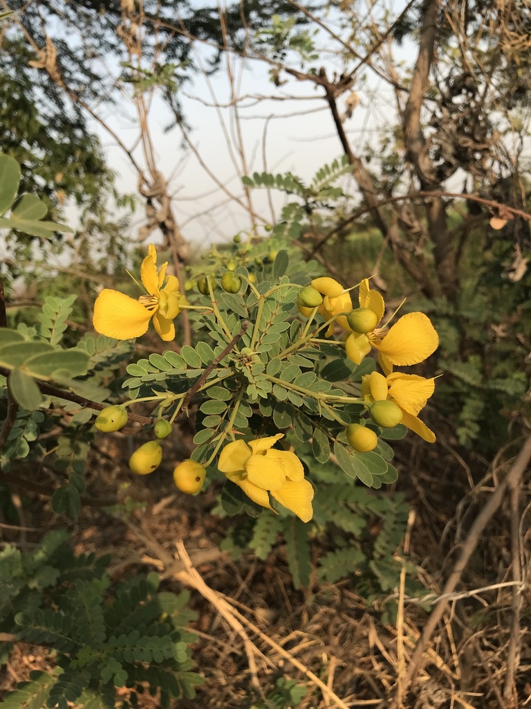 matura tea tree from Kondapak, Siddipet, TG, IN on March 29, 2022 at 05 ...