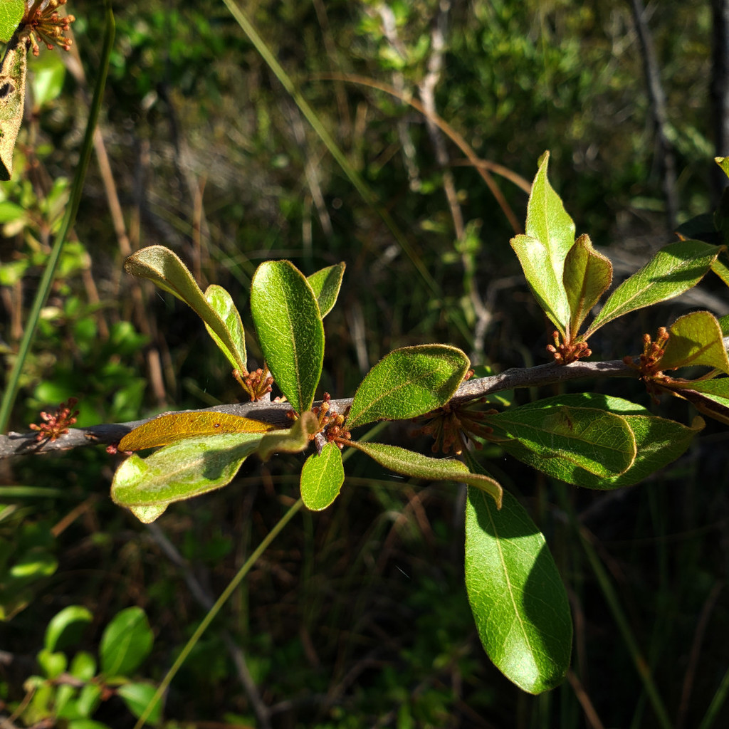 Everglades bully in March 2022 by Pablo L Ruiz · iNaturalist
