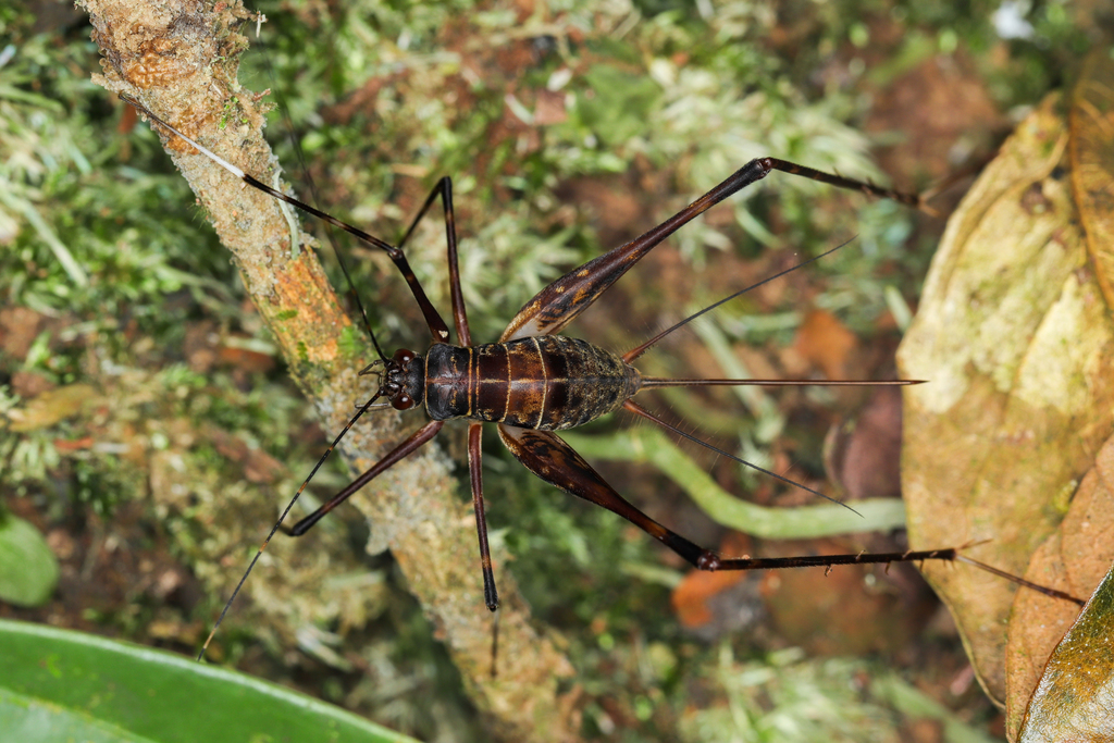 Spider Crickets from Heredia, Sarapiquí, Costa Rica on February 08 ...
