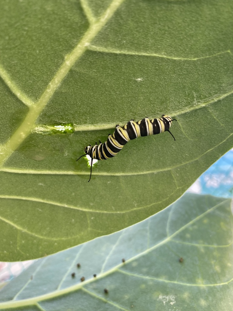 Monarch from Puerto Rico, San Juan, Puerto Rico, US on March 29, 2022 ...