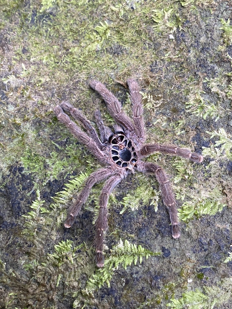 Tarantulas from El Yunque National Forest, Luquillo, Puerto Rico, US on ...