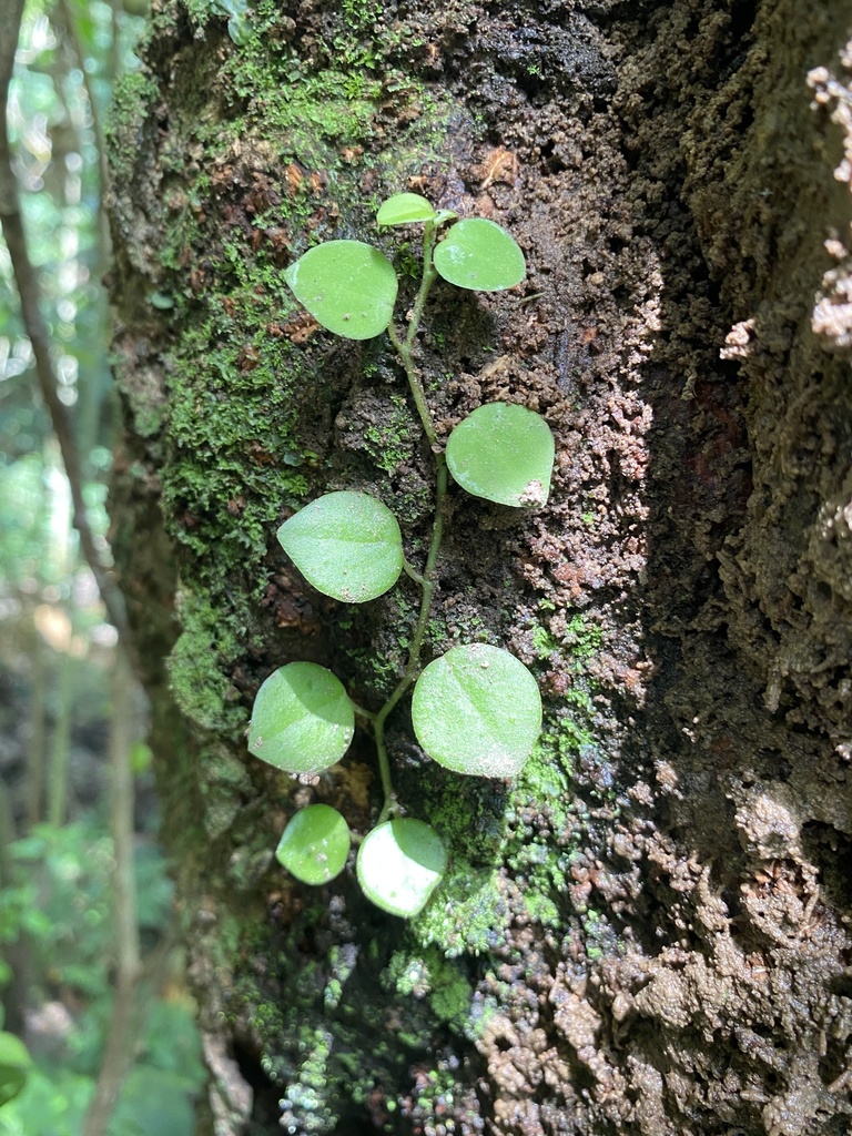 Vining Peperomia from El Yunque National Forest, Luquillo, Puerto Rico ...