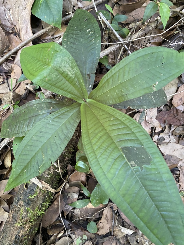 Guyanese pepper from El Yunque National Forest, Río Grande, Puerto Rico ...
