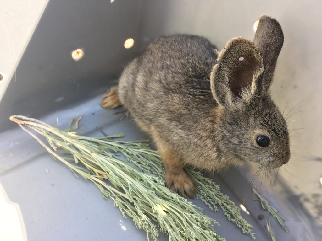Pygmy Rabbit in July 2017 by Sophie Kidd Myers. Columbia basin pygmy ...