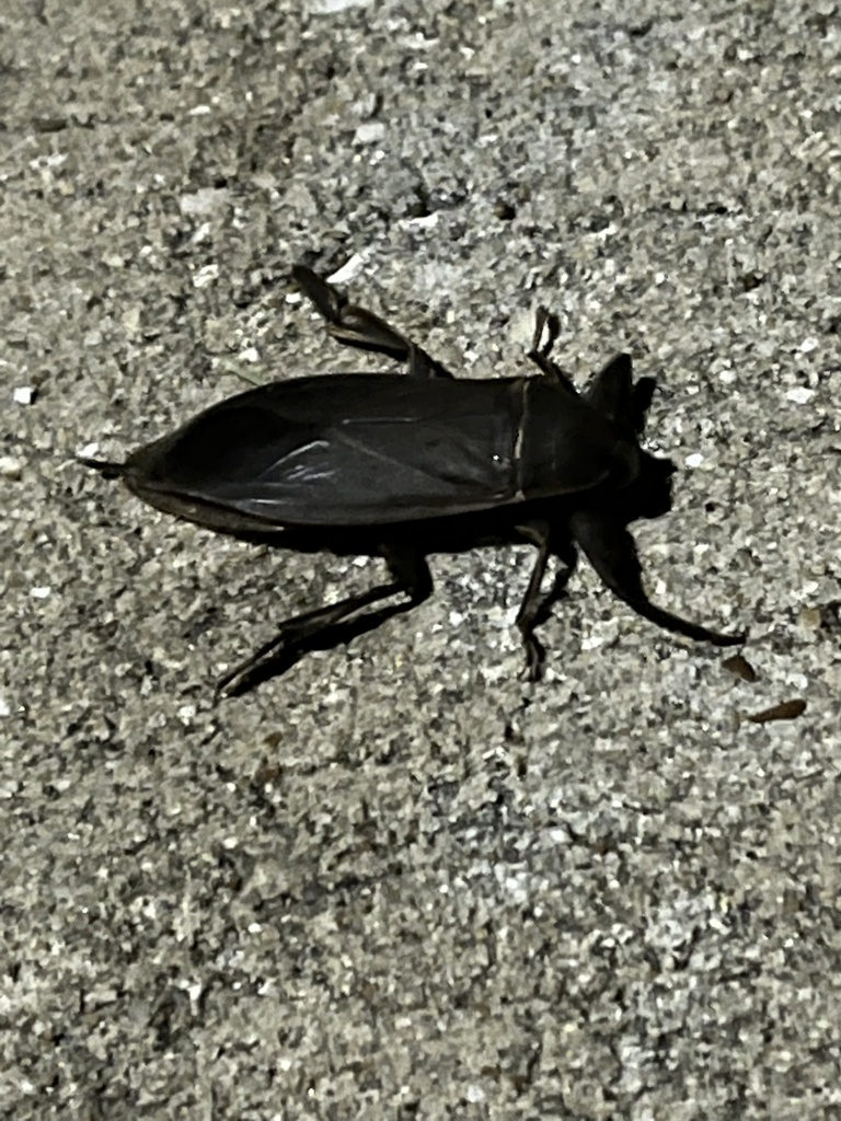 Eastern Toe-biter from Autumn Berry Cir, Jacksonville, FL, US on March ...