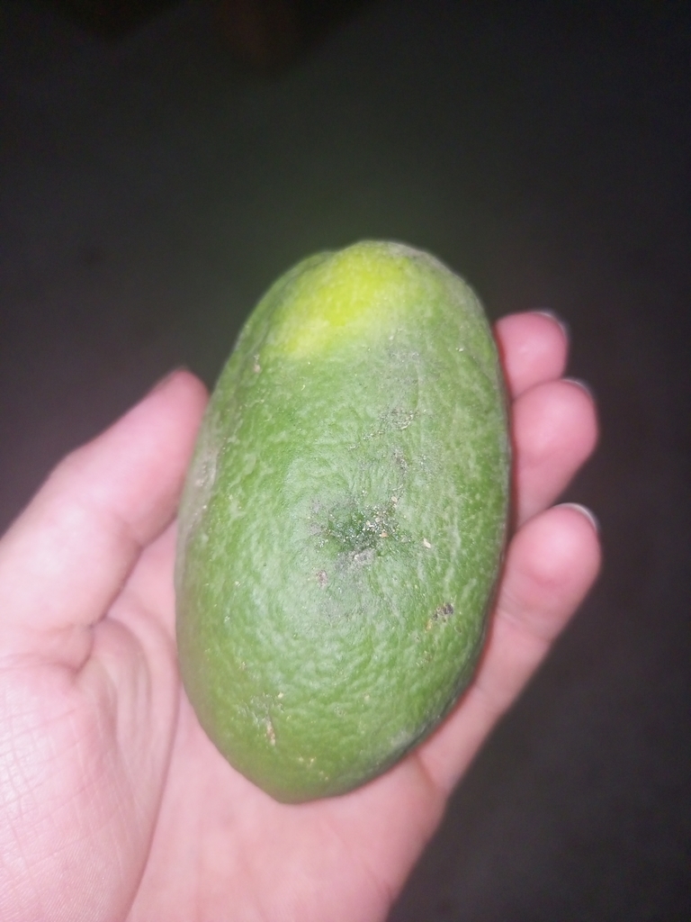 Swinglea glutinosa from Aguazul, Casanare, Colombia on March 23, 2022 ...