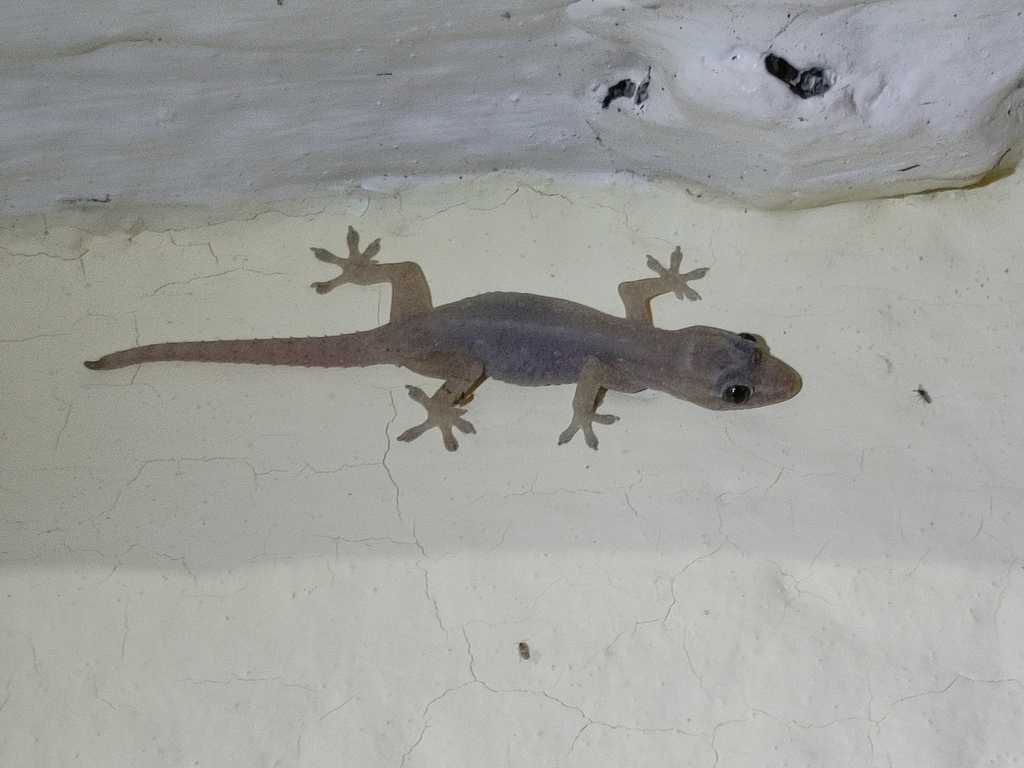 House Geckos from 63727 Nayarit, Mexico on March 29, 2022 at 08:47 PM ...