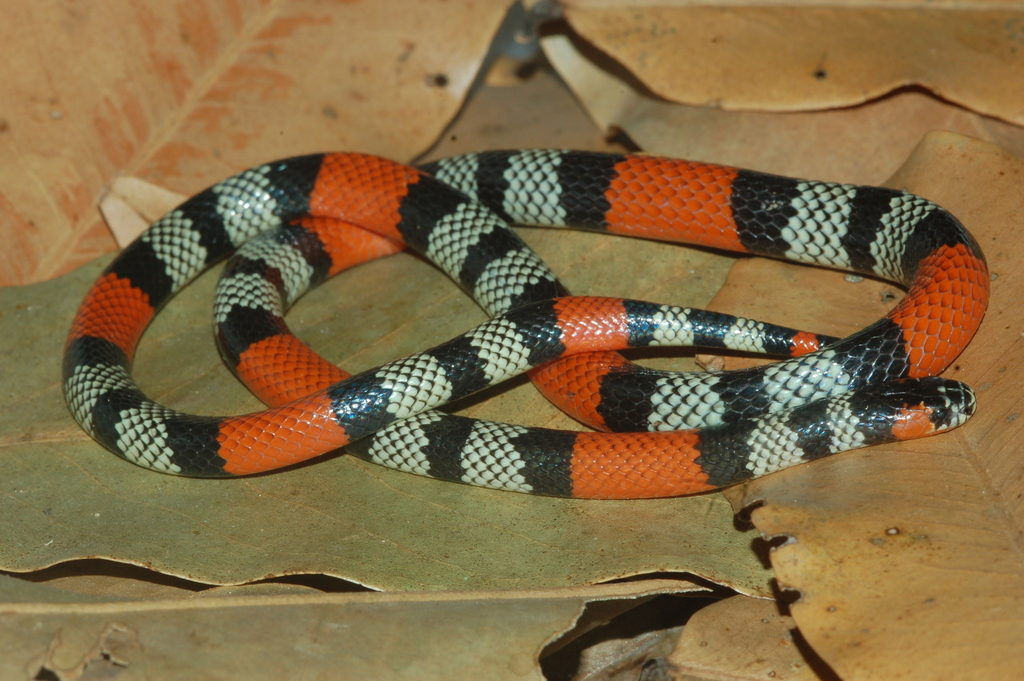 Diana's Coralsnake from Comodoro - MT, 78310-000, Brasil on September ...