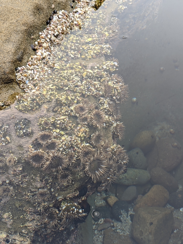 Aggregating Anemone from Village of La Jolla, San Diego, CA 92037, USA ...