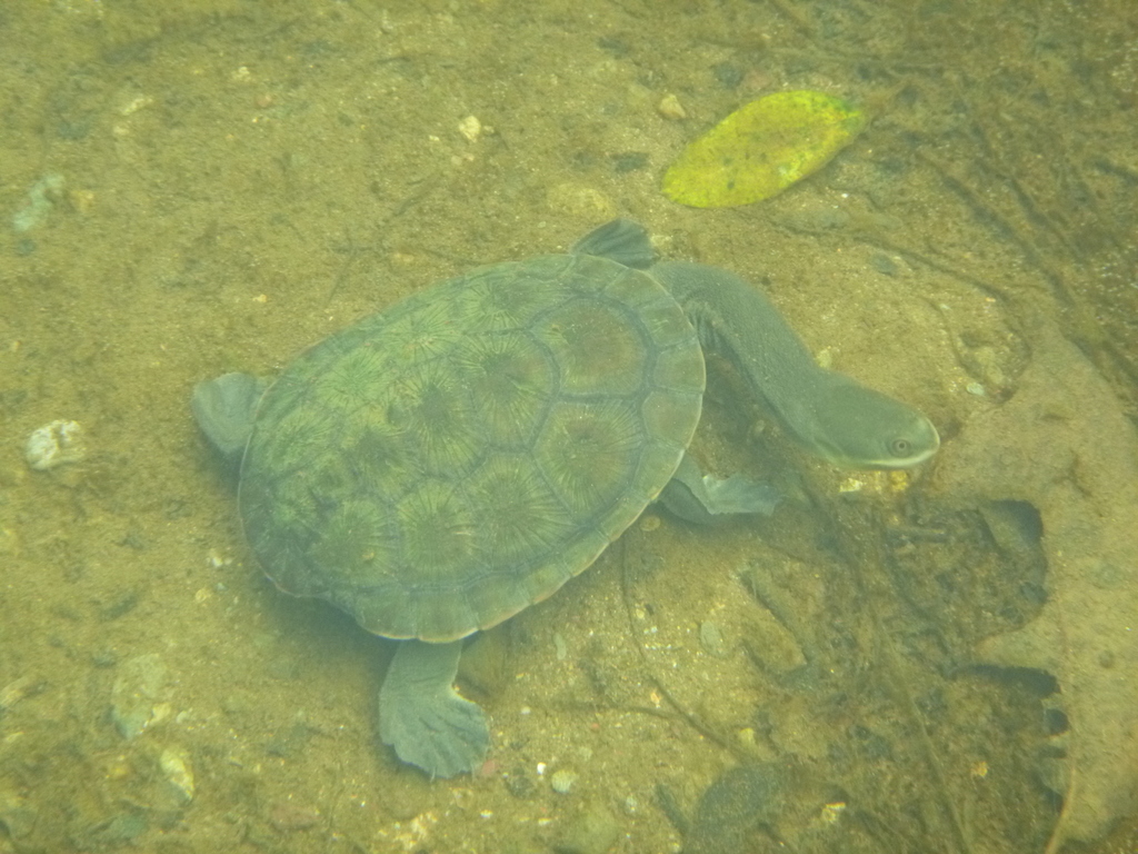 Broad-shelled Turtle from Cambroon QLD 4552, Australia on March 30 ...