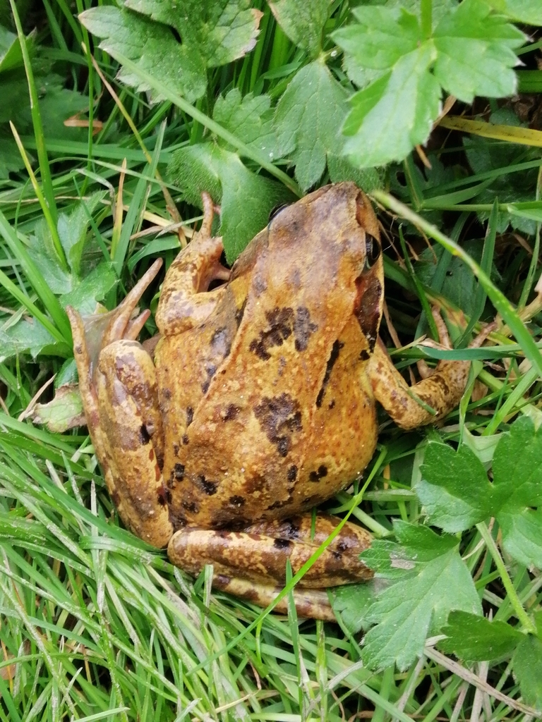 European Common Frog from 7804 Ath, Belgique on March 29, 2022 at 06:22 ...