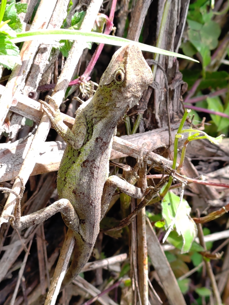 Diploderma in March 2022 by 古國順 · iNaturalist