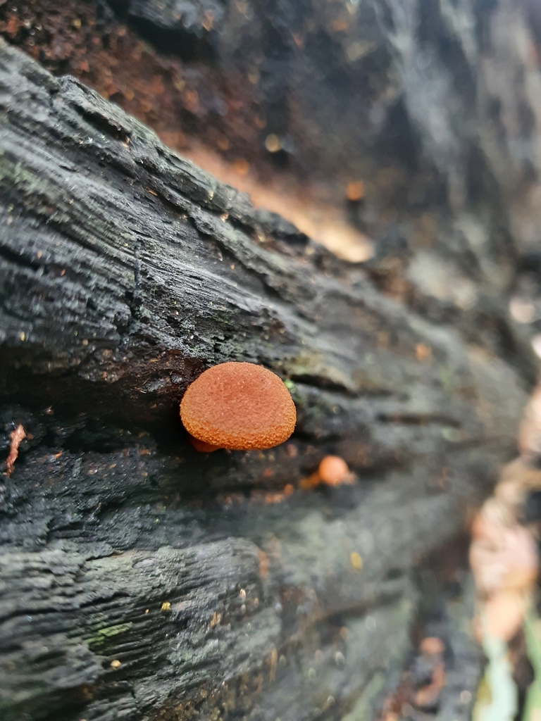 Common Gilled Mushrooms and Allies from Badja NSW 2630, Australia on ...