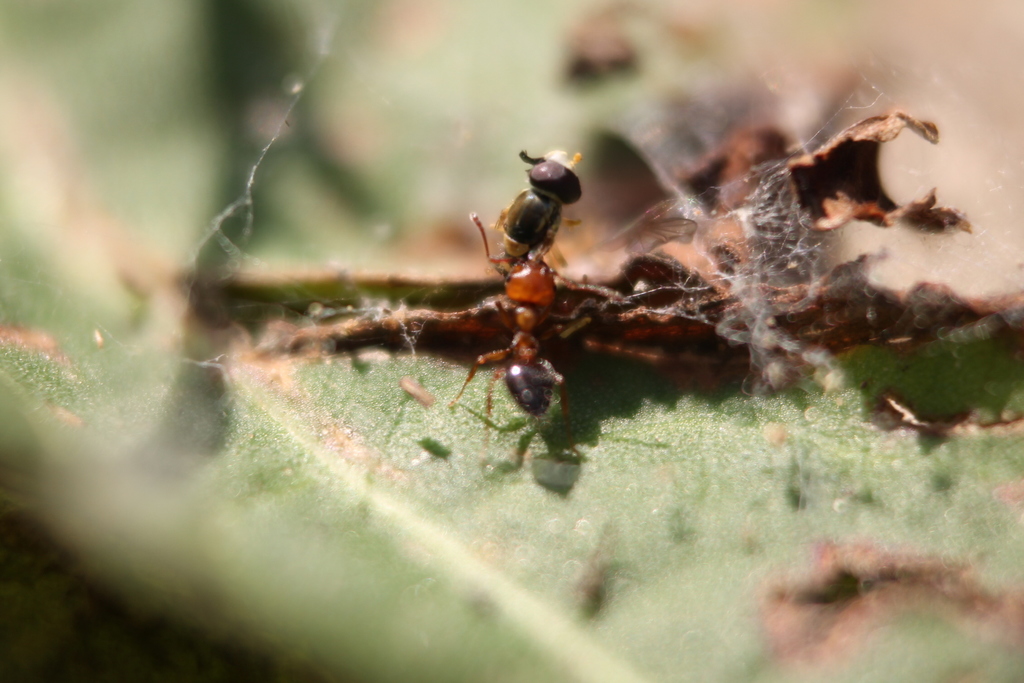 Shiny Acrobat Ant from West Arlington, Arlington, TX, USA on July 19 ...