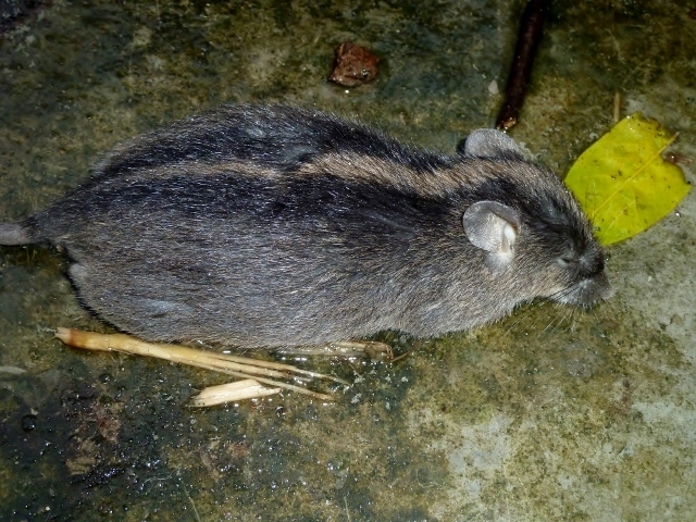Mindoro Striped Rat from Udalo, Abra de Ilog, Occidental Mindoro ...