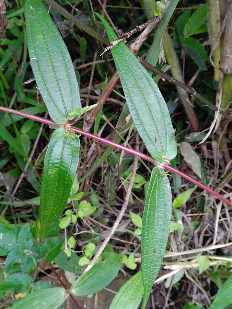 Gonostegia triandra from Chiayi County, TW-TA, TW on March 30, 2022 at ...
