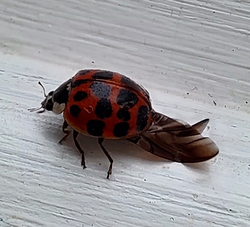 Asian Lady Beetle in March 2022 by vesterborg · iNaturalist